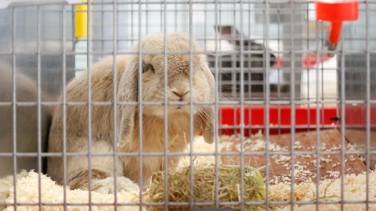 “L-abbandun tal-annimali hija problema allarmanti” - Moira Delia - NETnews